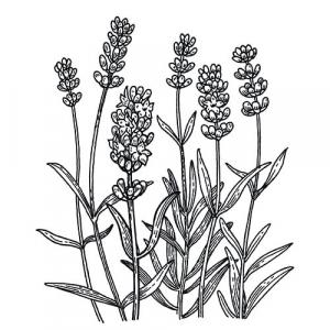 Lavender High Alpine Essential Oil | Lavandula Angustifolia